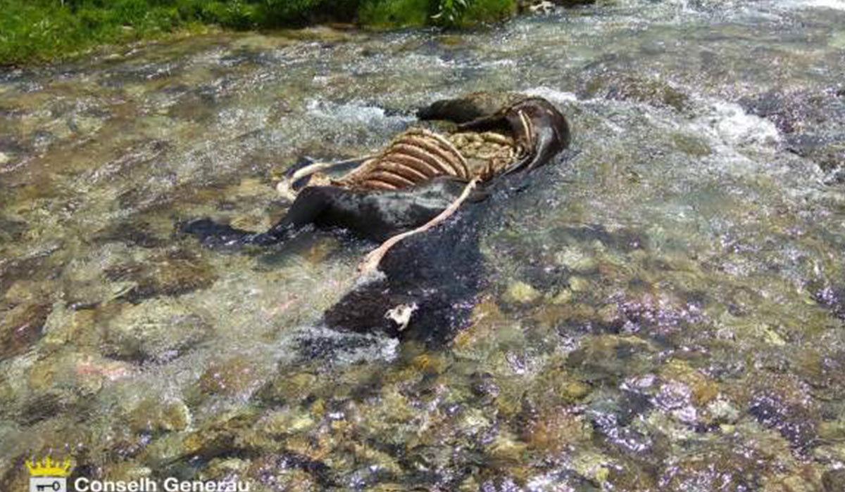 El oso Goiat mata otra yegua en la Val d'Aran (Lleida)