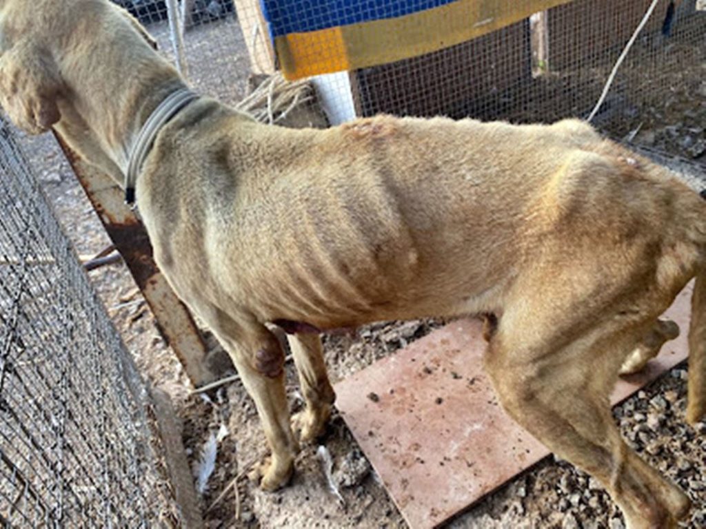 Encuentran a un perro desnutrido y con signos de maltrato que pudo huir ...